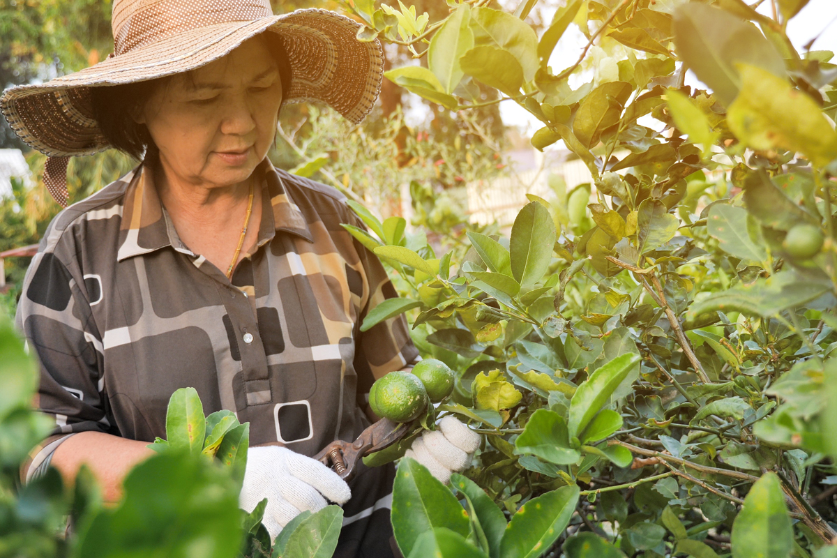 Le teikei, le circuit court venu du Japon - Qu'est-ce qu'on fait